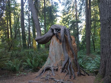 The Way This Tree Grew Over This Stump R Mildlyinteresting