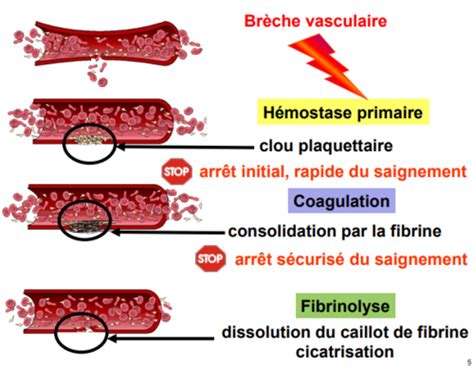 Lhémostase Primaire Cartes Quizlet