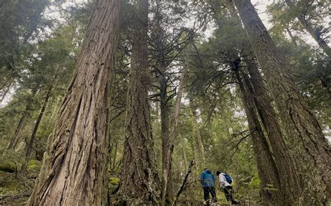 Department Of Interior Moves To Protect Mature And Old Growth Trees And Forests From Logging