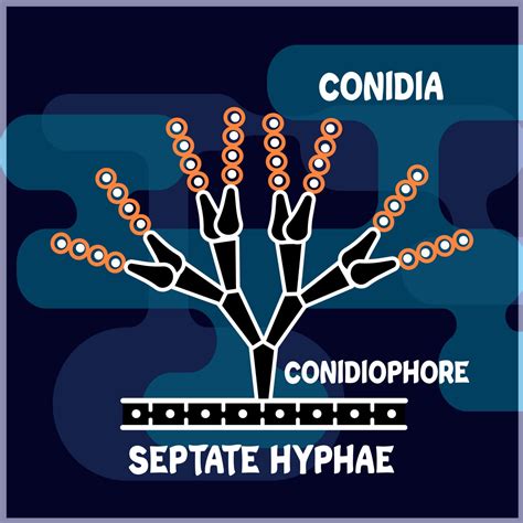 Asexual Spores In Fungi