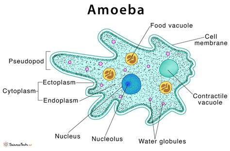 Protozoa Labeled Diagram