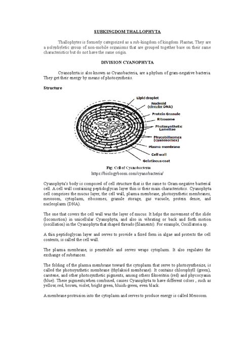 11 Cyanophyta Botany Classification Of Plants Subkingdom