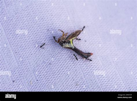 Dead Thorn Treehopper Umbonia Crassicornis Being Attended By Ants At Podosa James Hotel