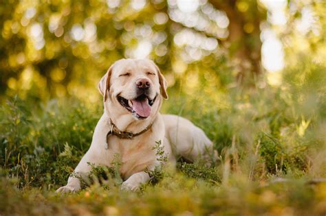 Labrador Diesases And Symptoms