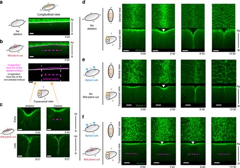 An Apico Basal Force Drives Mesoderm Invagination Schemes Recapitulate