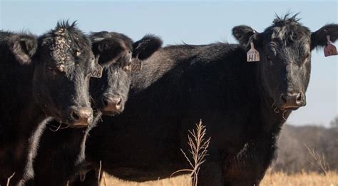 Learn About Bovine Disease