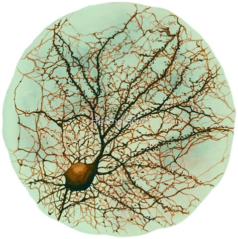 Dendritic Tree And Spines Of An Hippocampal Neuron Watercolor