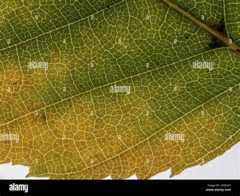 Underside Of A Translucent Autumnal Leaf In Various Colours With Leaf Veins And Leaf Cells