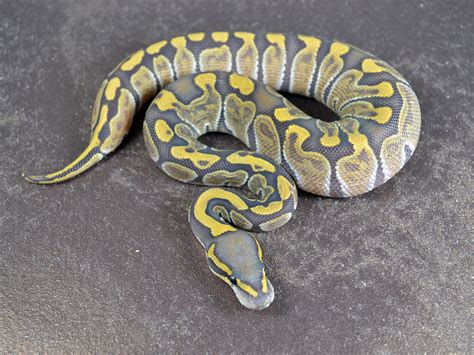 Morph List - World of Ball Pythons