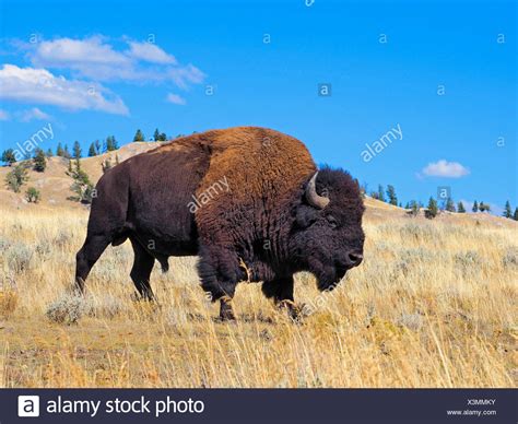 American Bison Buffalo Side View Stockfotos And American Bison Buffalo