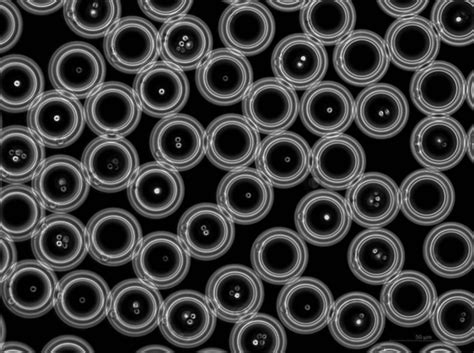What Is The Best Method For Microencapsulation Of Bacteria And Yeast In Small Double Emulsions