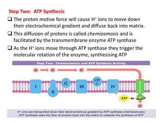 ELECTRON TRANSPORT CHAIN | PPTX | Chemistry | Science