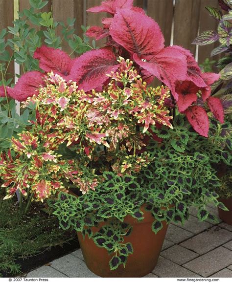 All About Growing Coleus Finegardening Container Flowers Coleus