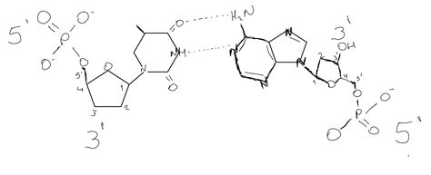 [solved] How Would I Draw The Structure Of The Dna Dinucleotide A T What Course Hero