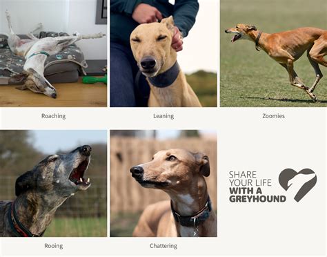A Guide To Common Sighthound Breeds In The Uk