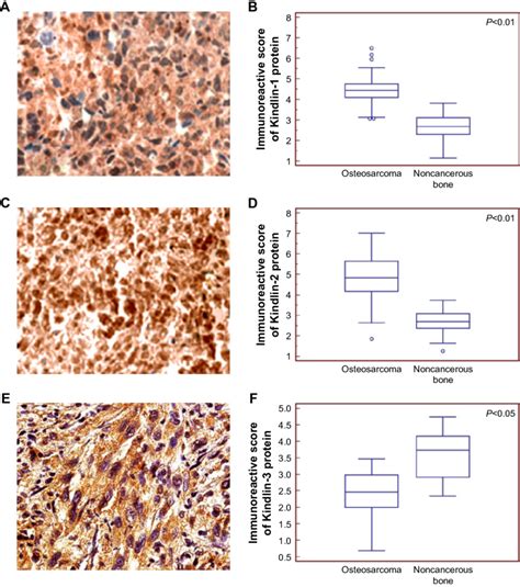 Subcellular Localizations And Expression Patterns Of Kindlin Proteins Download Scientific