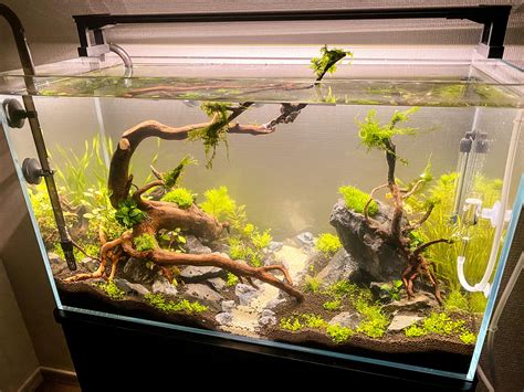 First Planted Aquariumaquascape Will Add Some Pea Puffers After