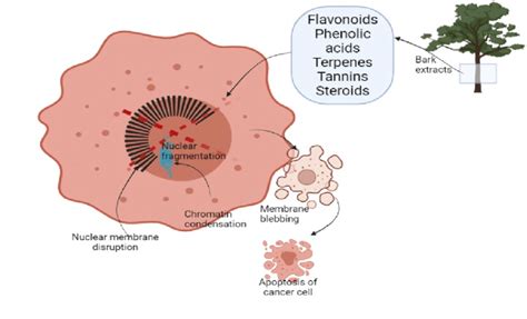 Schematic Representation Of Cancer Cell Apoptosis After Treatment With
