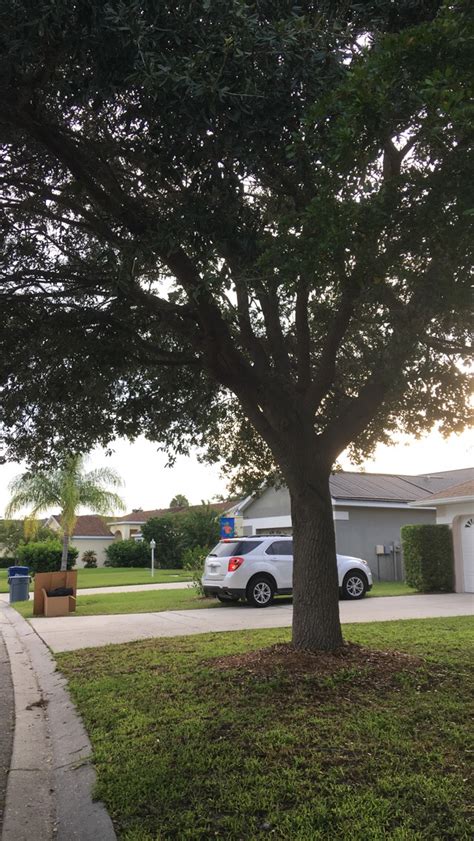 Services TREE REMOVALS OF SARASOTA FL