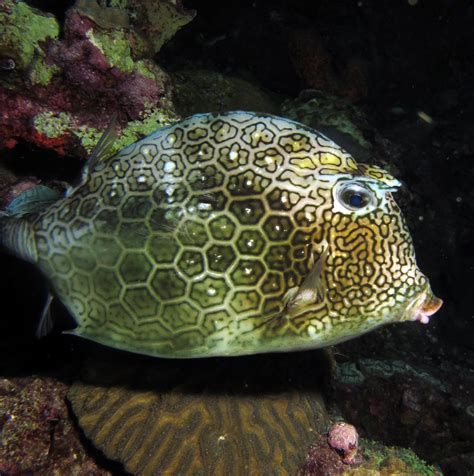Fishes Of Flower Garden Banks National Marine Sanctuary Part 1 Of 3 Fishes Of Flower Garden Banks National Marine Sanctuary Part 1 Of 3
