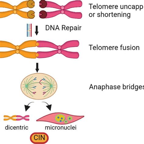 Telomere Function The Telomeric Chromatin Structure Protects