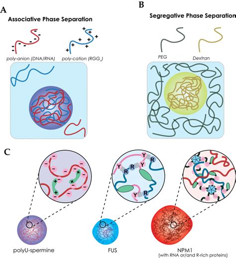 Liquidliquid Phase Separation Of Proteins And Polymers Illustration