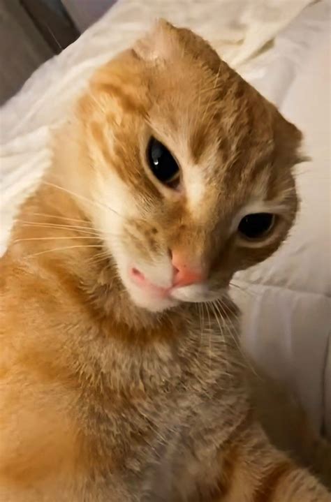 Orange Cat Meme Funny Cute Cats Silly Cats Pictures Funny Cat Pictures