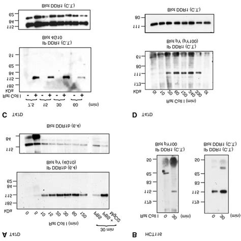 ddr1 phosphorylation with collagen stimulation in epithelial cancer