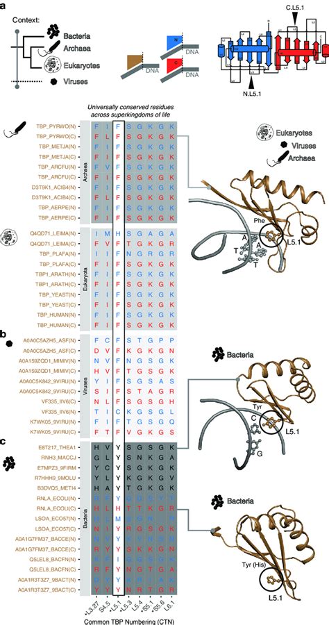 Universally Conserved Residues Of Tbp Lobe Like Regions And Their