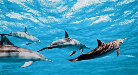 Дельфины описание виды образ жизни общение как спят как пьют фото и видео Научно
