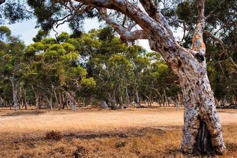 Aftershock Monitoring In Western Australia