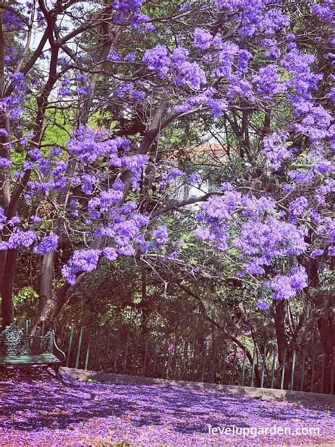 Jacaranda Tree Growing Zone
