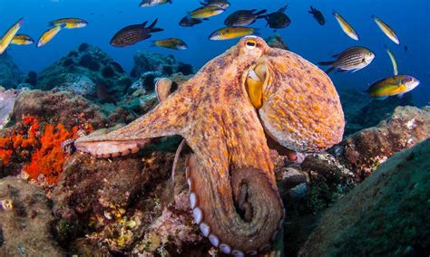 Octopus In Reef Aquarium