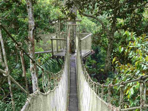 Meg Lowman 90 5 Wicn Public Radio