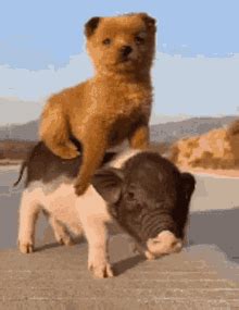 Funny Animals S Tenor