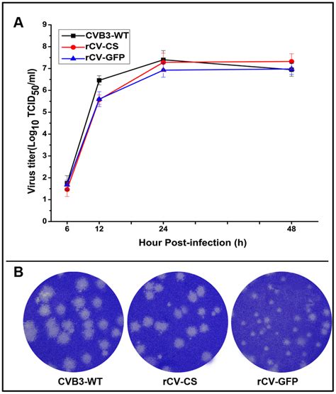 In Vitro Characteristics Of Recombinant Viruses A Viral Growth