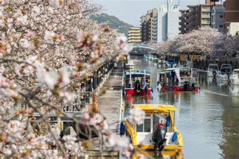 Cherry Blossom In Kochi Shikoku In Spring Kyuhoshi