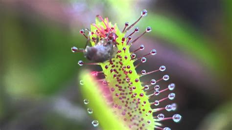 Fruit Fly Eaten By Carnivorous Plant Timelapse 4k Uhd Youtube