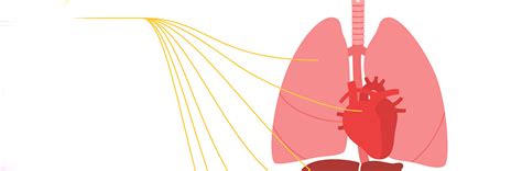 Are Your Lungs Healthy Pulmonary Function Test Will Tell Happiest Health