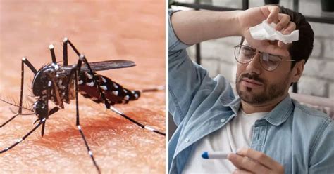 Chikungunya Versus Dengue How Their Symptoms Differ The Times Of India