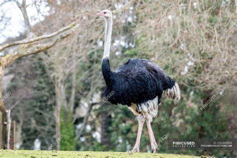Portrait Of An African Ostrich At Wild Nature — Flightless Bird Bird
