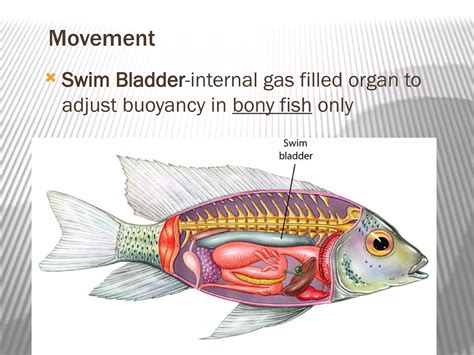 Brief Details Of Vertebrata Class 9 Ppt Free Download