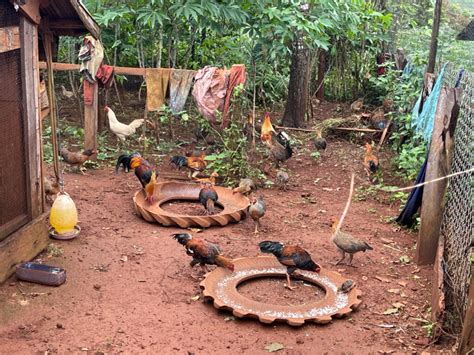 ជនជាតិដើមភាគតិចនៅភូមិពូត្រុំ ខេត្ត មណ្ឌលគិរី ចូលចិត្តចិញ្ចឹមពូជមាន់ ចែ ព្រោះសាច់ឆ្ងាញ់ និង