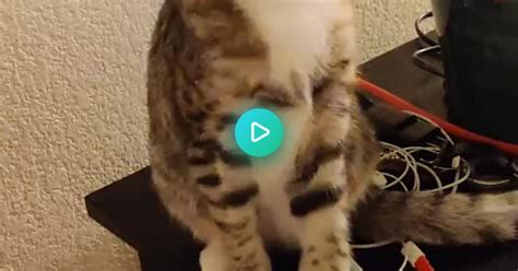 My Cat Does This Whenever We Hold The Laser Pointer Album On Imgur