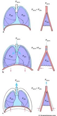 Airflow And Gas Exchange Flashcards Quizlet