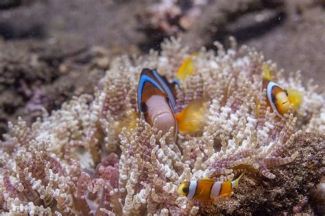 Clownfish Characteristics Habitat And Behaviour The Green Odyssea
