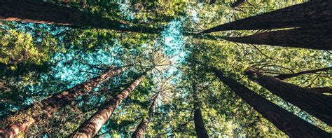 Calculating Tree Height Forestry England