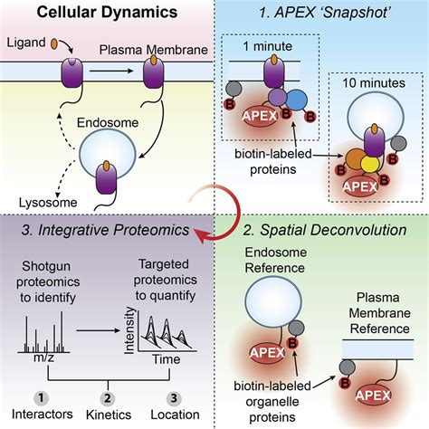 An Approach To Spatiotemporally Resolve Protein Interaction Networks In