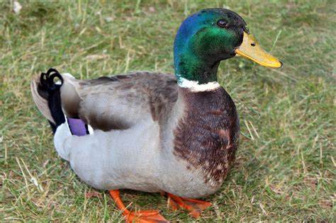 청둥오리 오리 새 Pixabay의 무료 사진 Pixabay