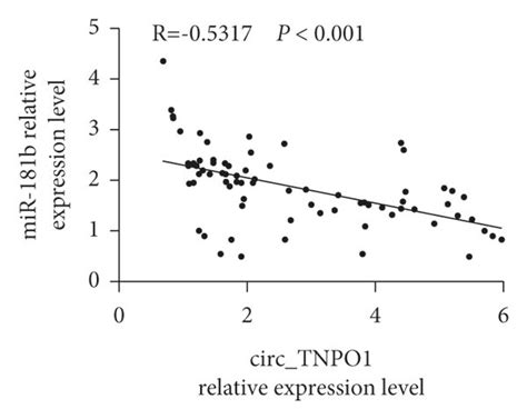 Mir 181b Directly Interacted With Circtnpo1 In Vsmcs A Targetscan